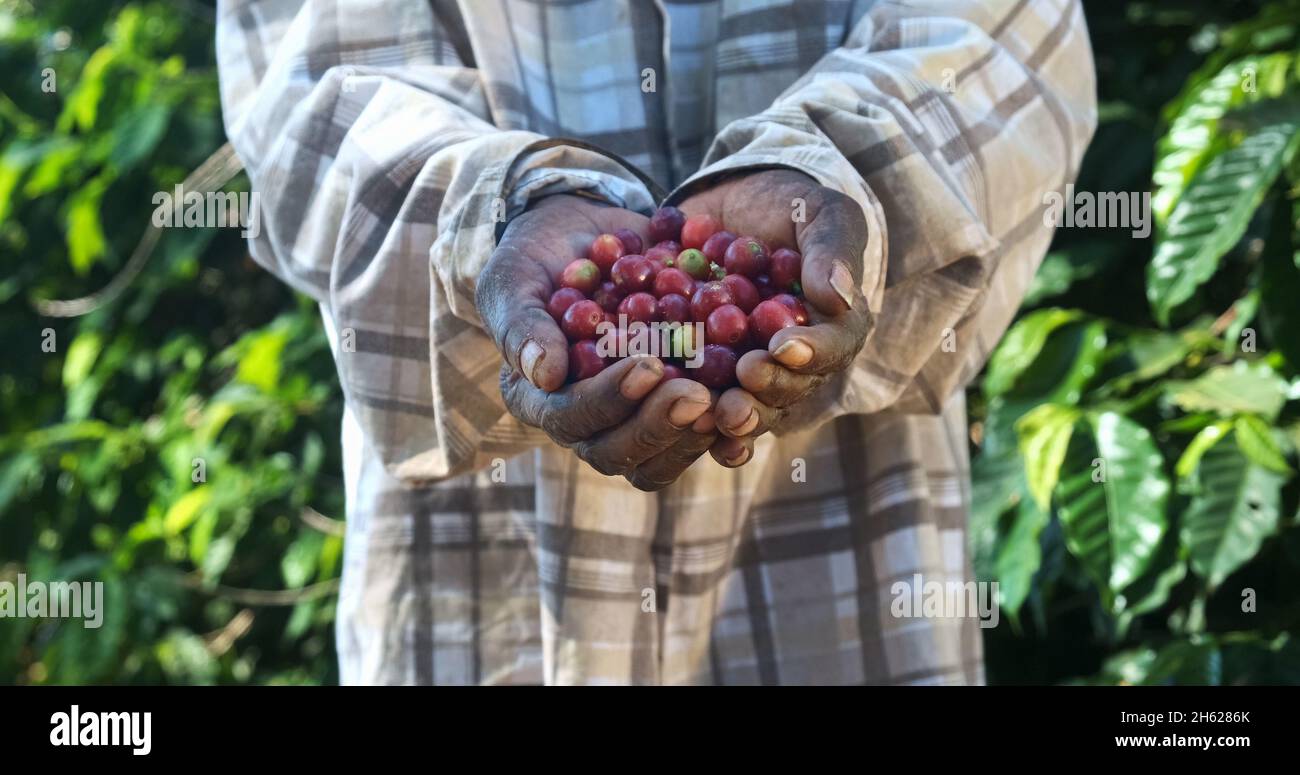 Hand picked coffee beans hi-res stock photography and images - Alamy