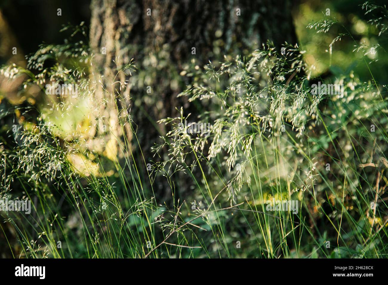 germany,teutoburg forest,großer and kleiner freeden,osnabrück country ...
