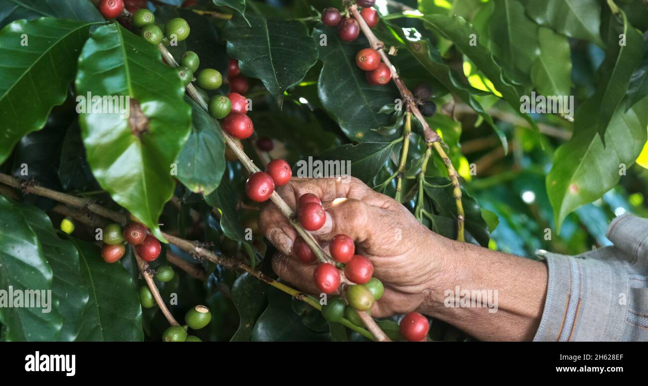 Arabica coffee being picked manually by woman agriculturist hands ...