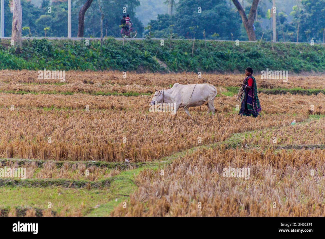Woman bangladesh cow hi-res stock photography and images - Alamy