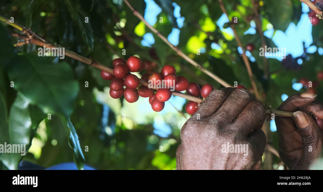 Arabica coffee being picked manually by woman agriculturist hands ...