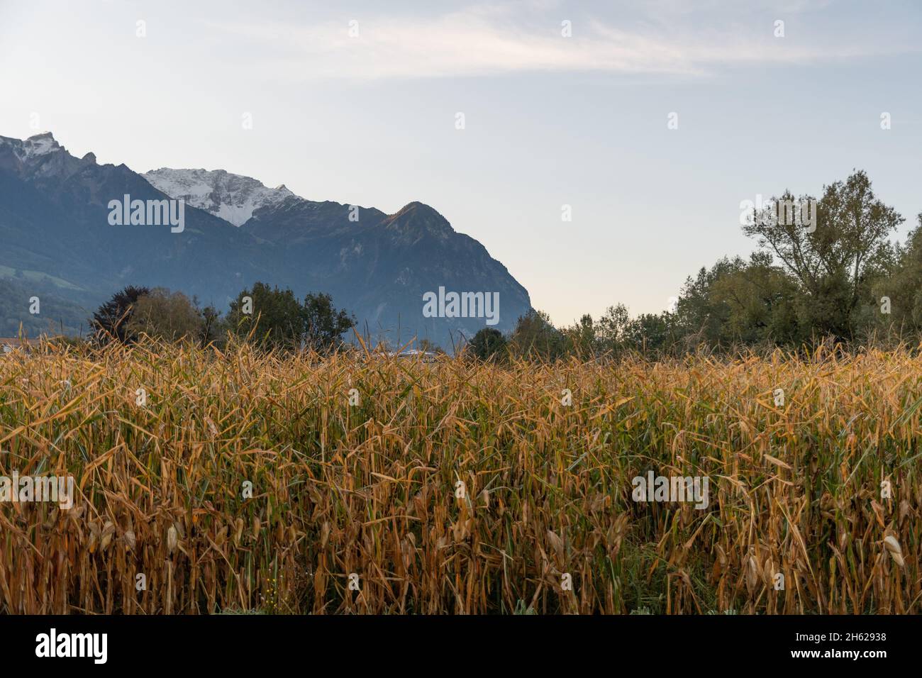 Popcorn plantation hi-res stock photography and images - Alamy