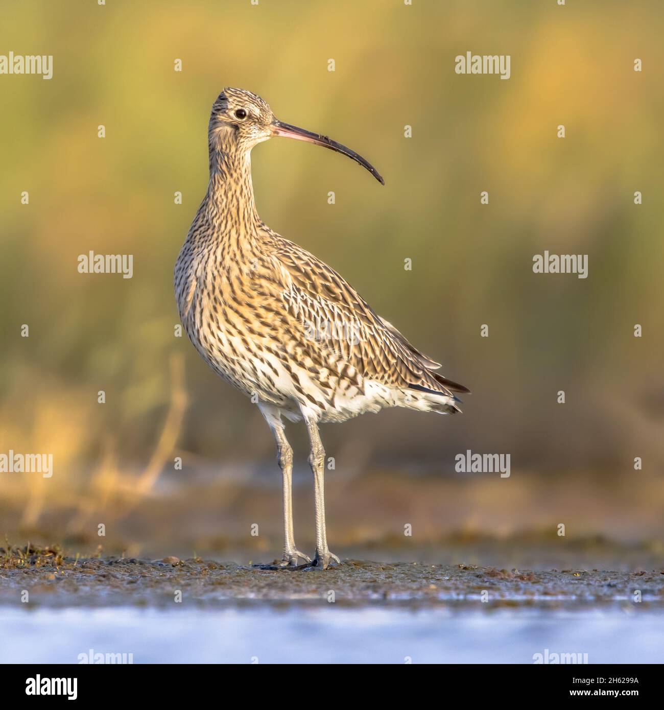 Eurasian curlew or common curlew (Numenius arquata) stilt bird wading ...
