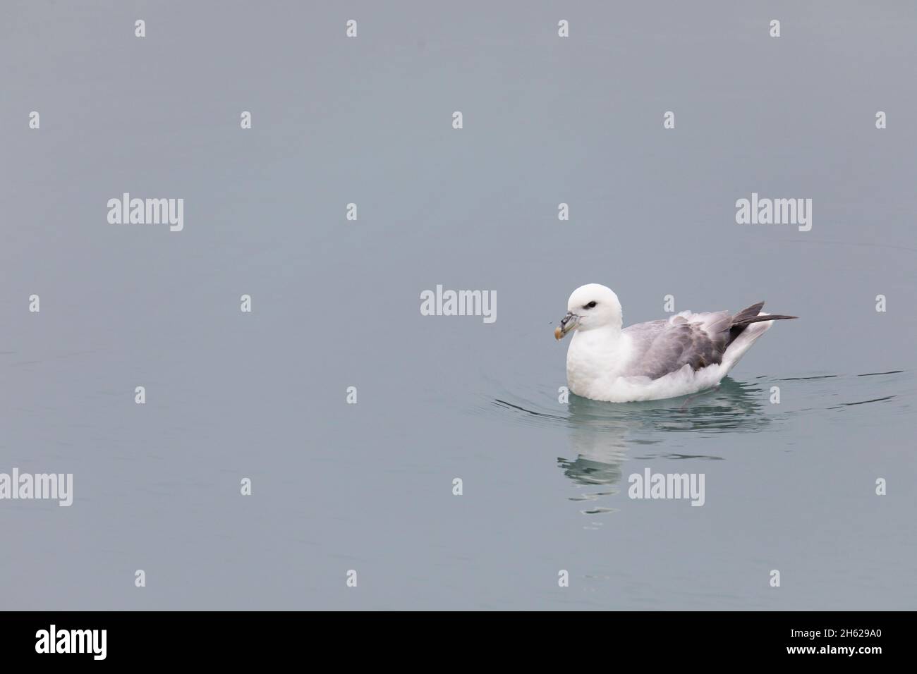 Fulmar sea hi-res stock photography and images - Alamy