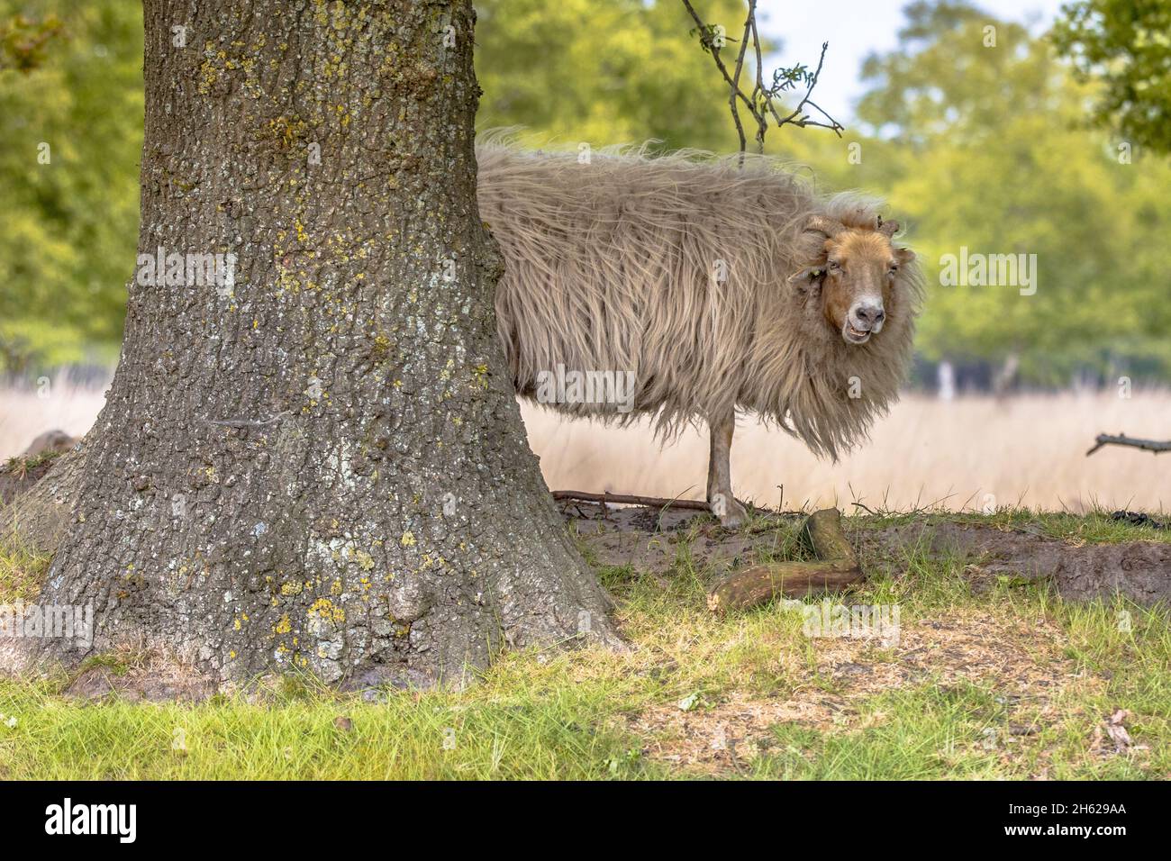 Drenthe heath sheep, probably the oldest breed of sheep in Europe, is ...