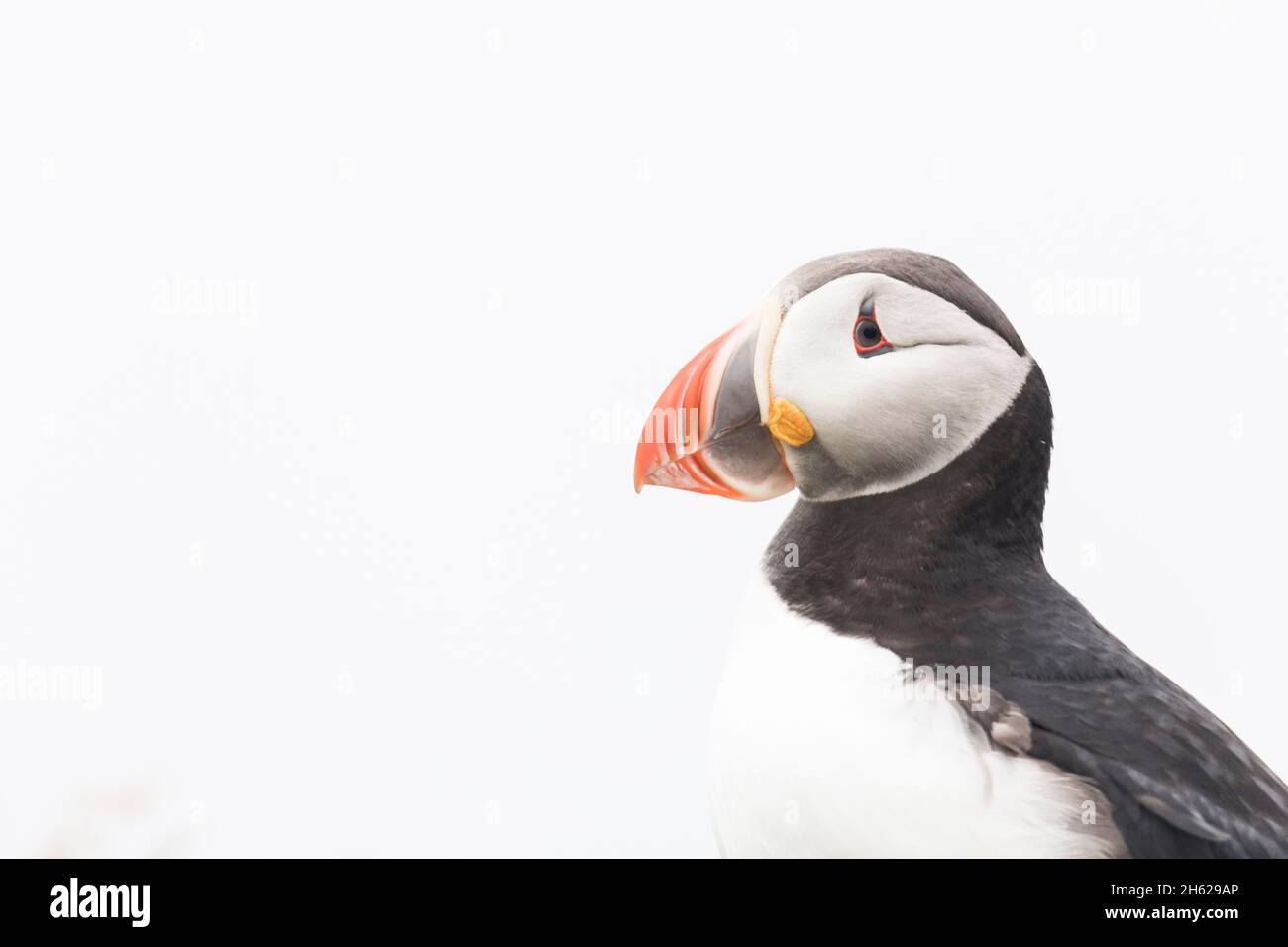 Puffins head hi-res stock photography and images - Alamy