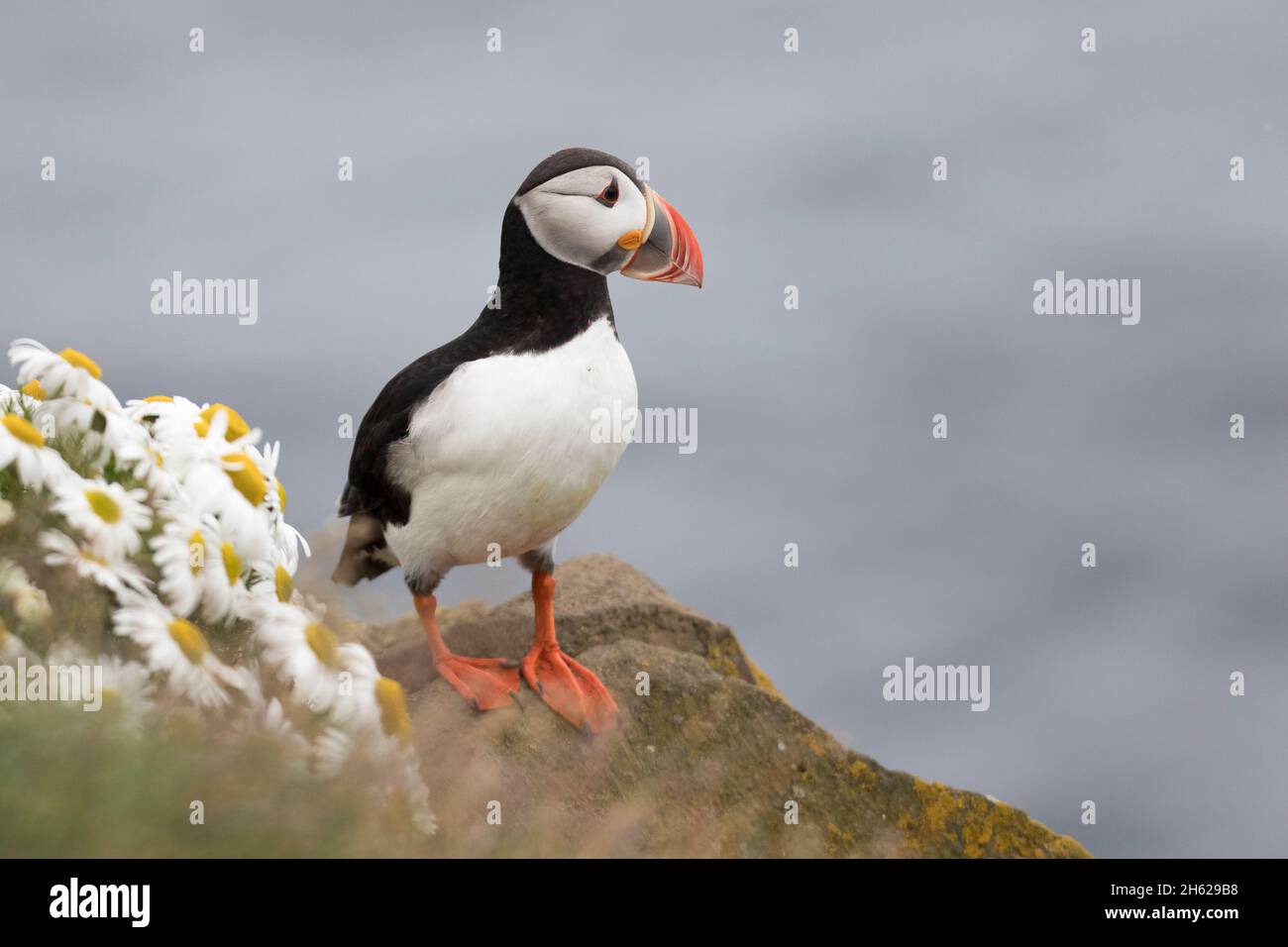 Puffins with people hi-res stock photography and images - Alamy