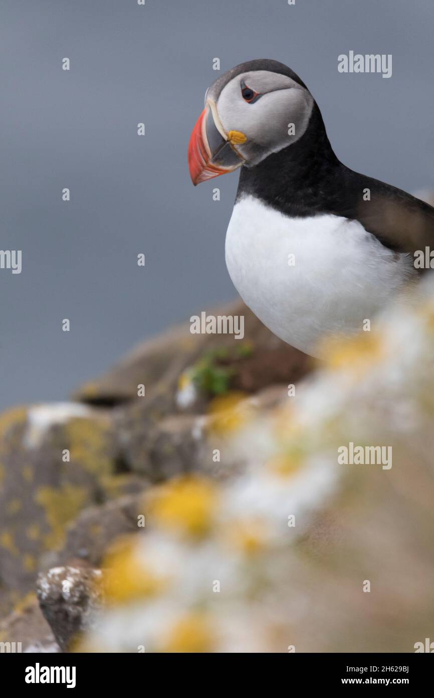 puffins at latrabjarg in western iceland Stock Photo - Alamy
