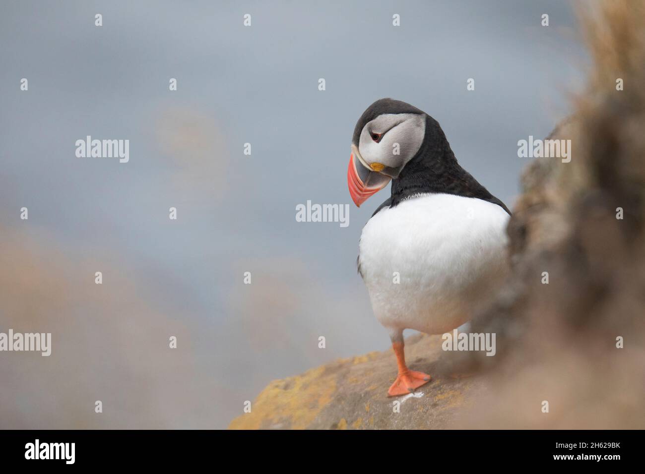 Puffins with people hi-res stock photography and images - Alamy