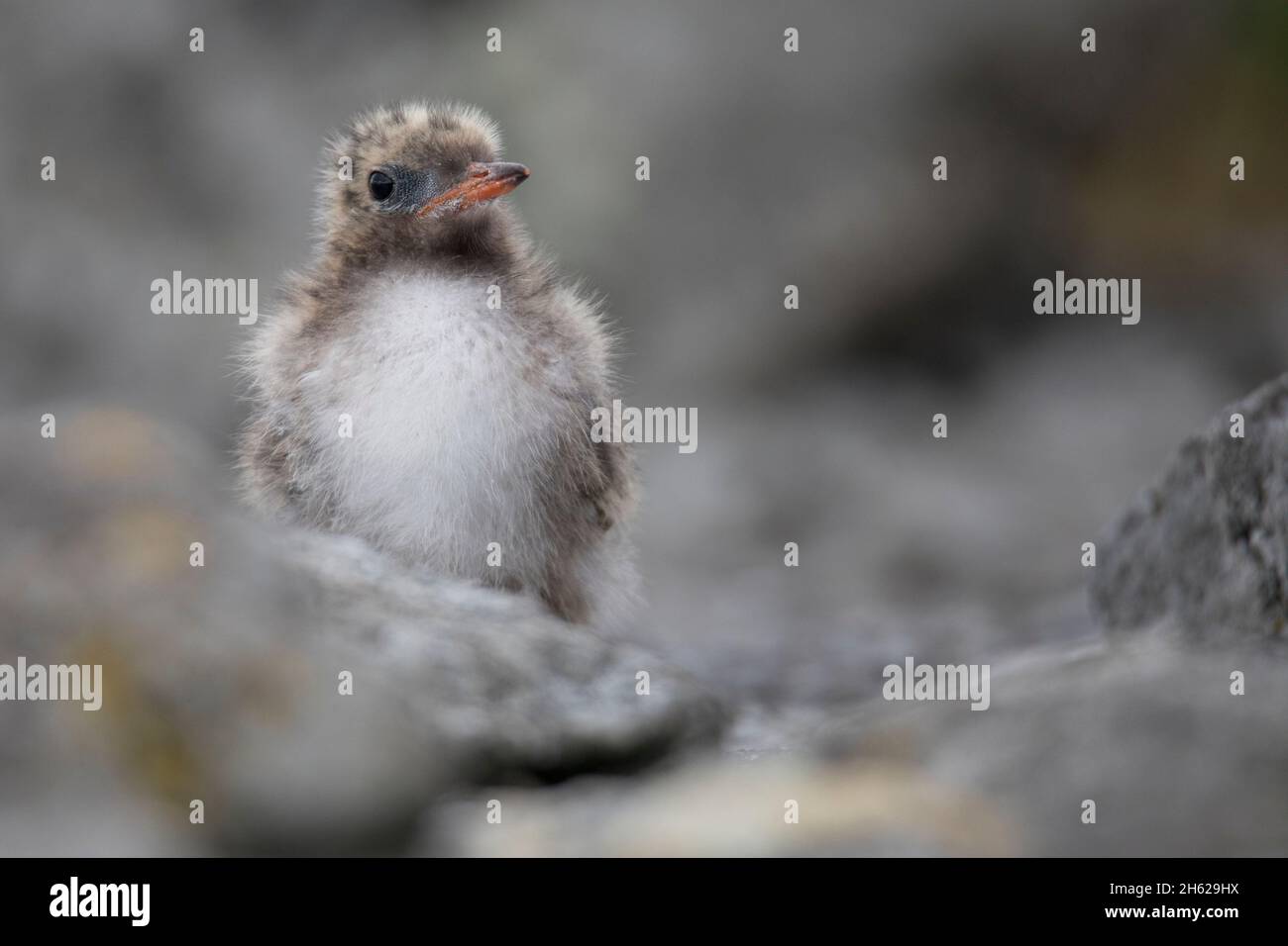 an arctic tern chick in iceland Stock Photo - Alamy