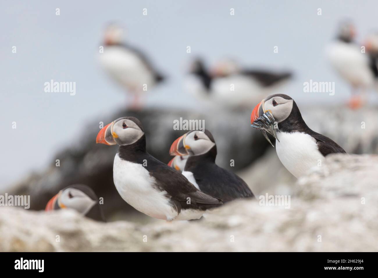 Puffin with person hi-res stock photography and images - Alamy