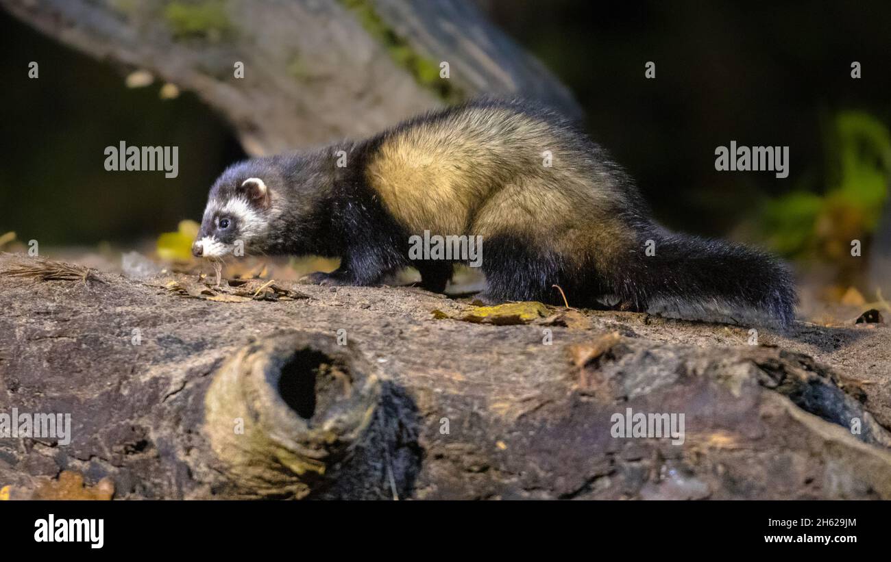 European polecat (Mustela putorius) in forest in natural environment in ...