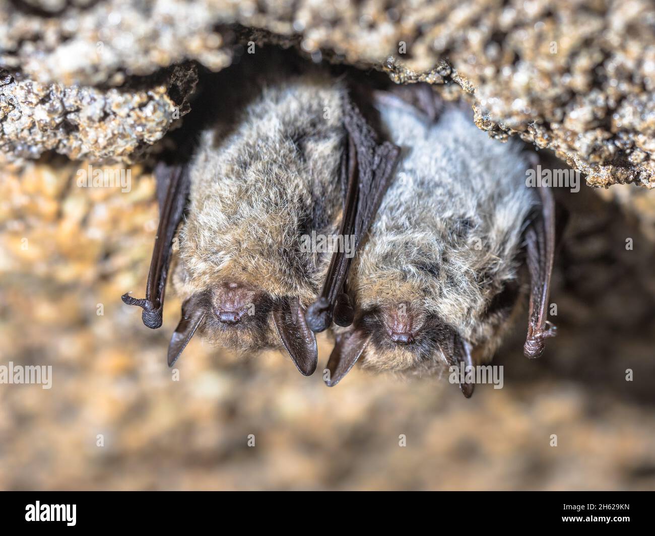 Hibernating bats hi-res stock photography and images - Alamy