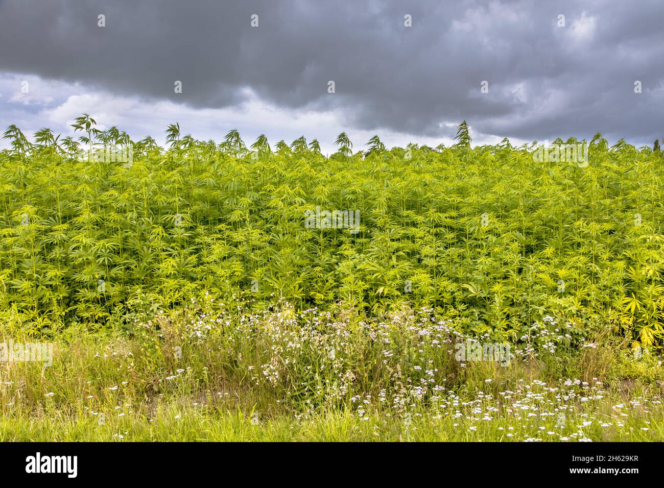 Field of hemp (Cannabis sativa) for industrial application. Agriculture ...