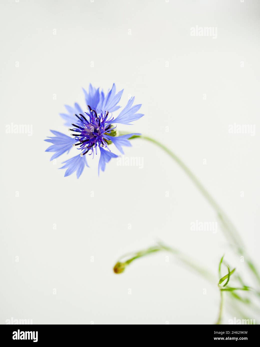 Singular blooms hi-res stock photography and images - Alamy