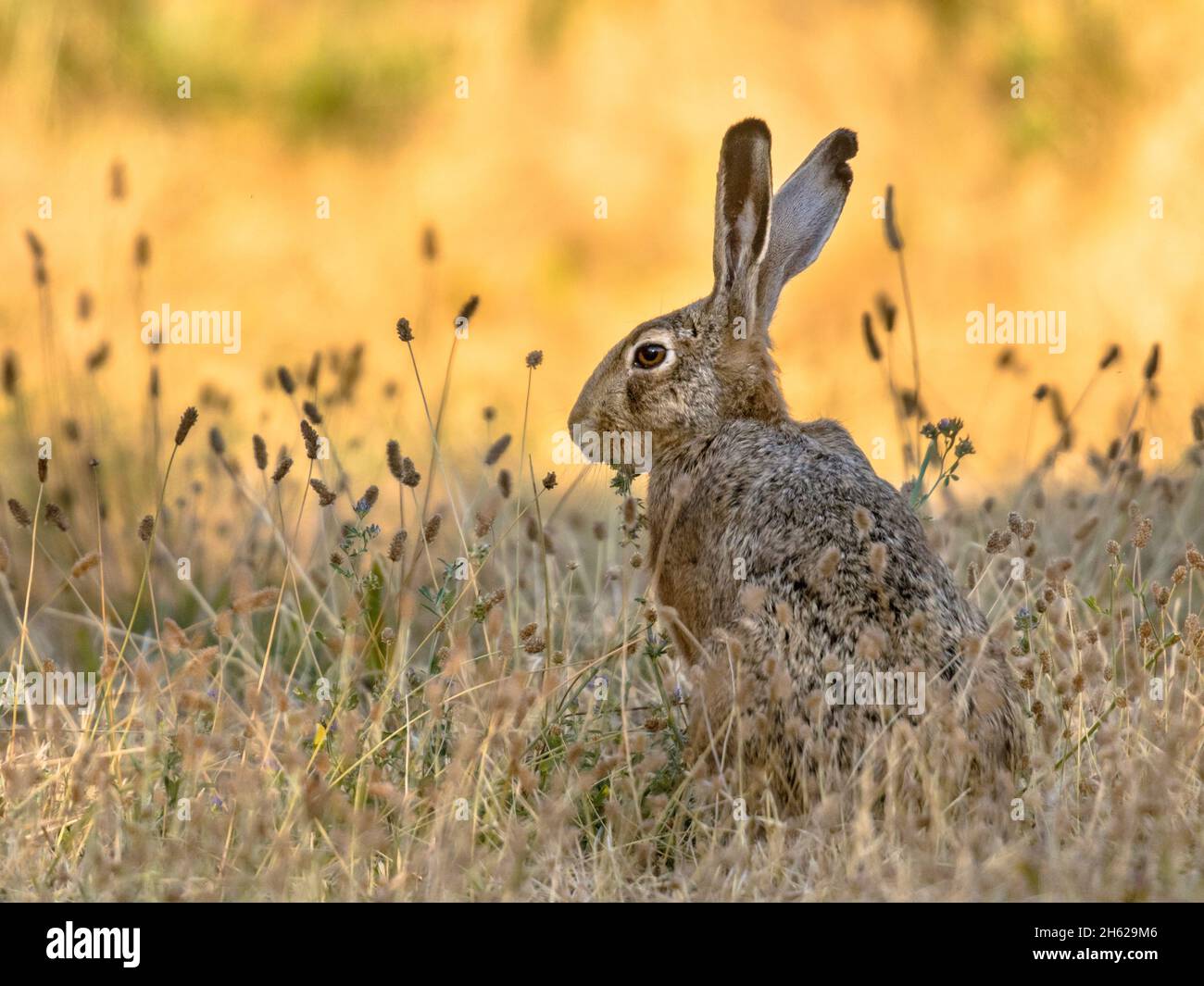 Wild hare hi-res stock photography and images - Alamy