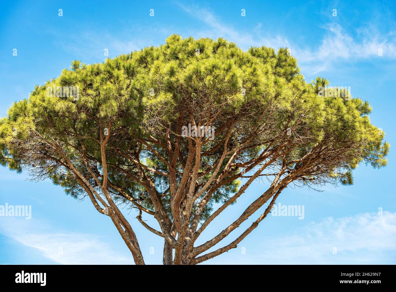 Close-up of a maritime pine on a clear blue sky. Coast of the ...
