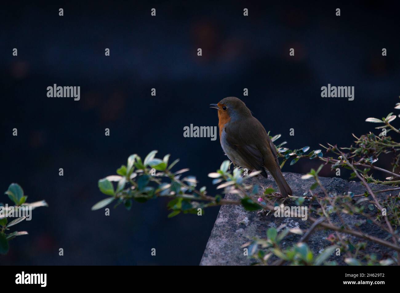 Robyn bird hi-res stock photography and images - Alamy
