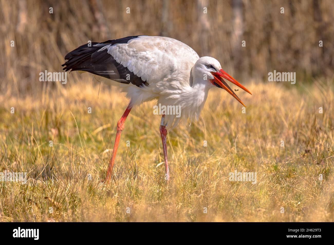White stork (Ciconia ciconia) is a large bird in the stork family ...