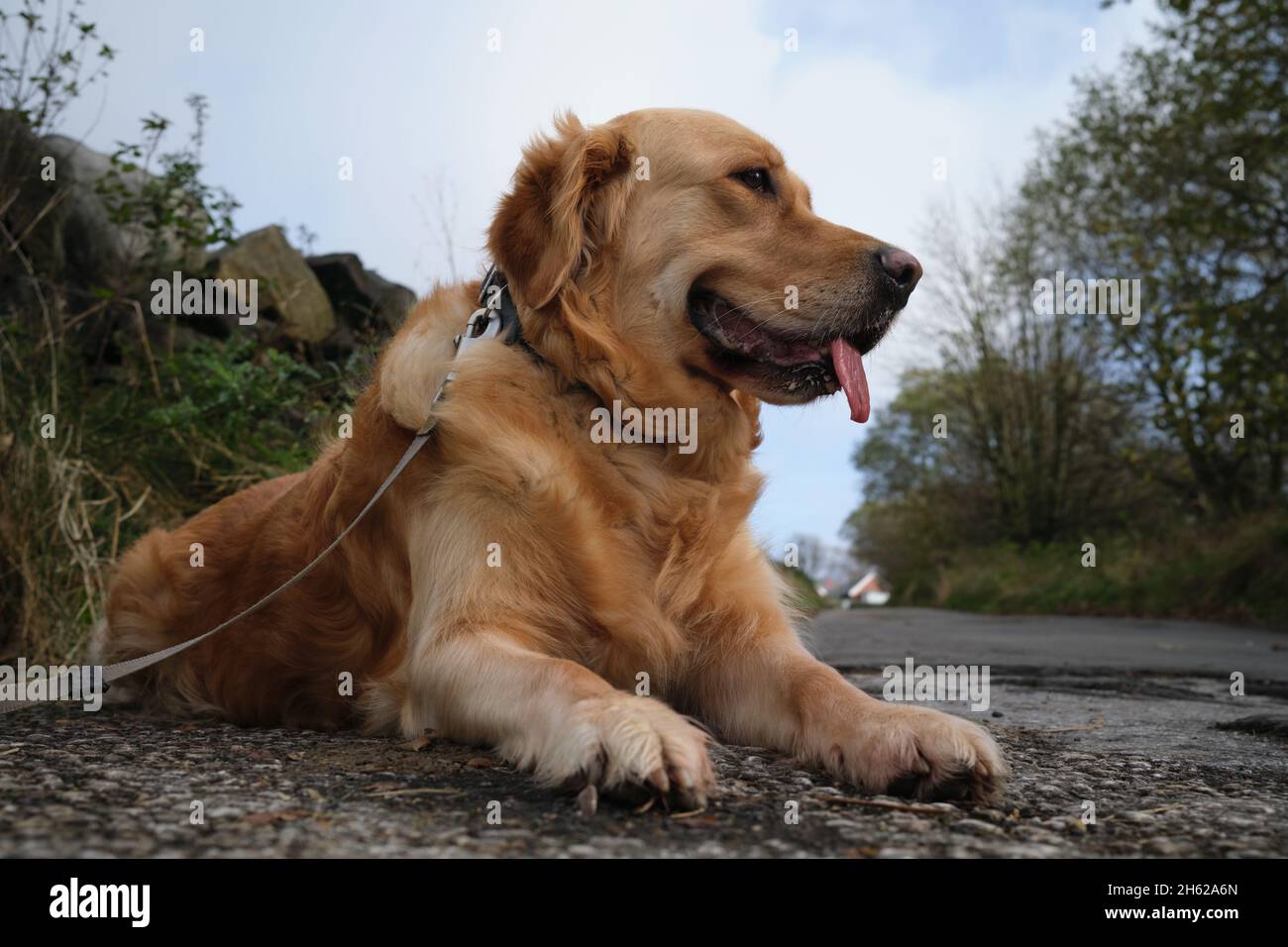 golden retriever dog resting on the ground while on along walk in the ...