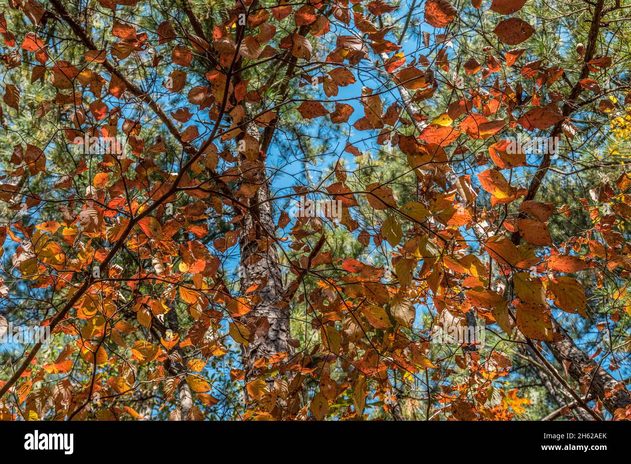 Sunlight filtered through a tree hi-res stock photography and images ...