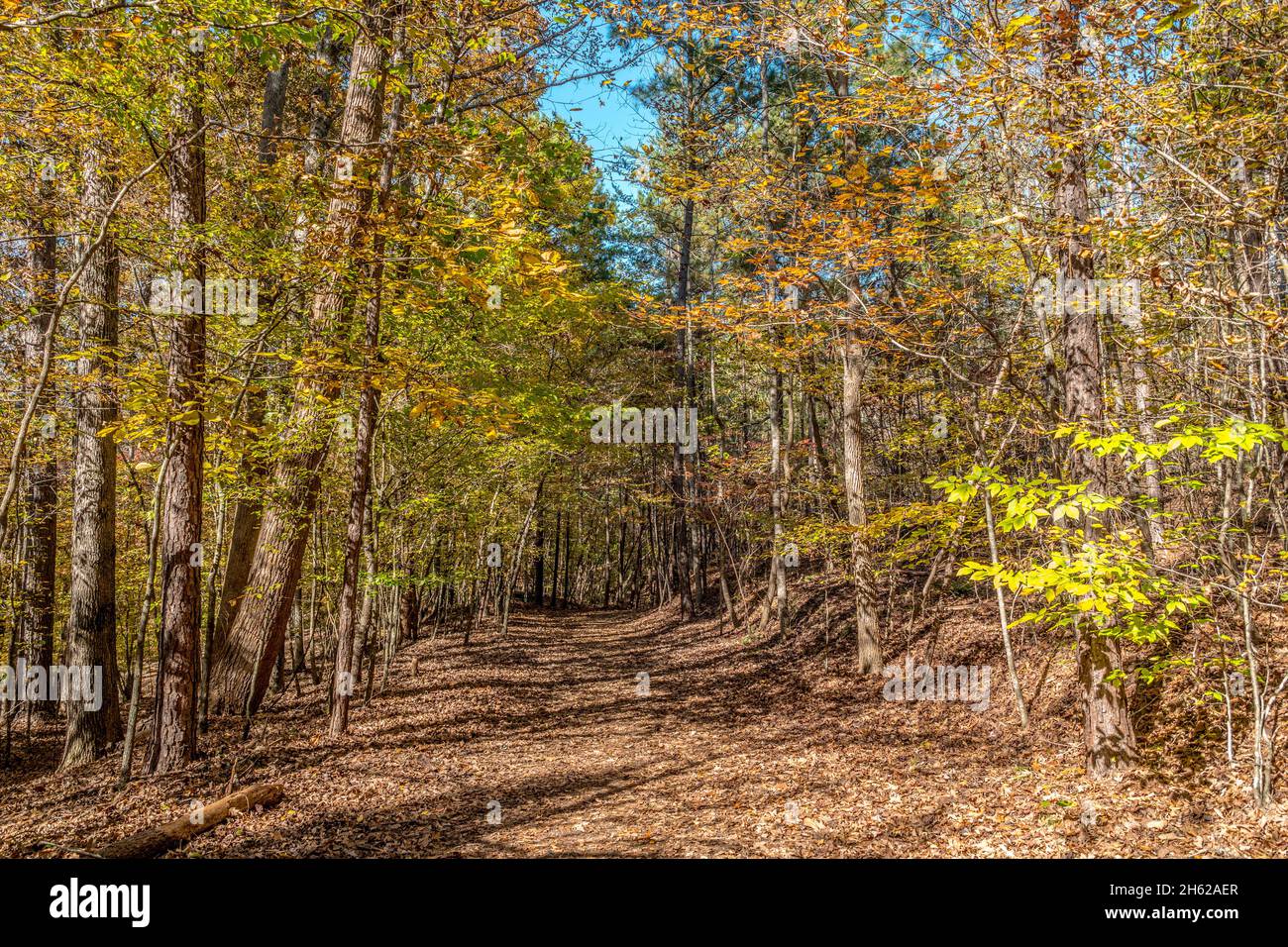 Hiking through a forest with fallen leaves covering the trail with ...