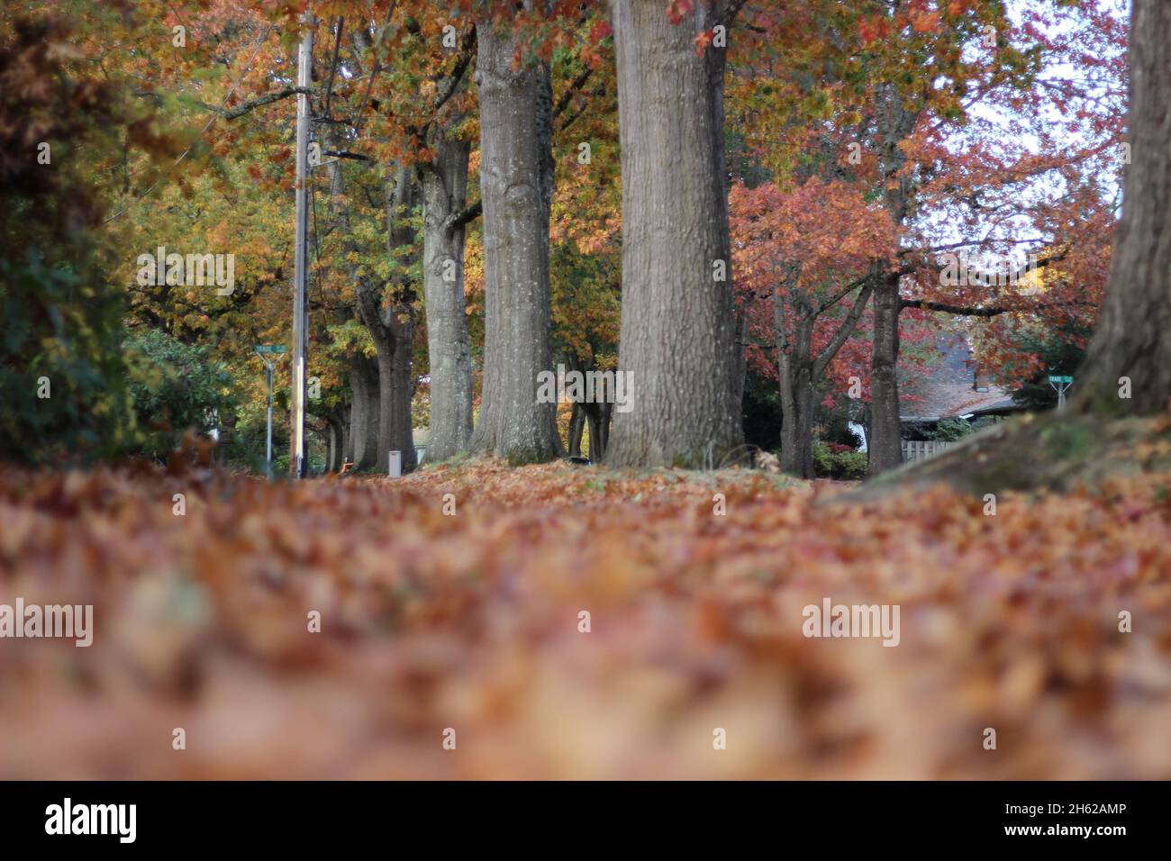 Selective of a tree line in the fall colors Stock Photo - Alamy
