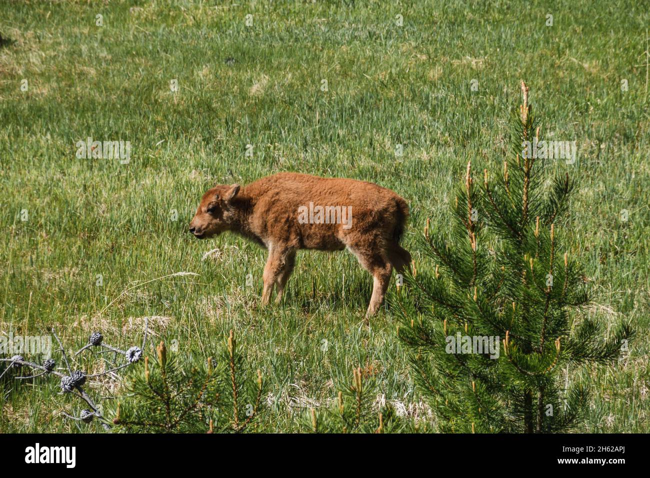 A bison calf alone on a grassy field in Yellowstone Stock Photo - Alamy