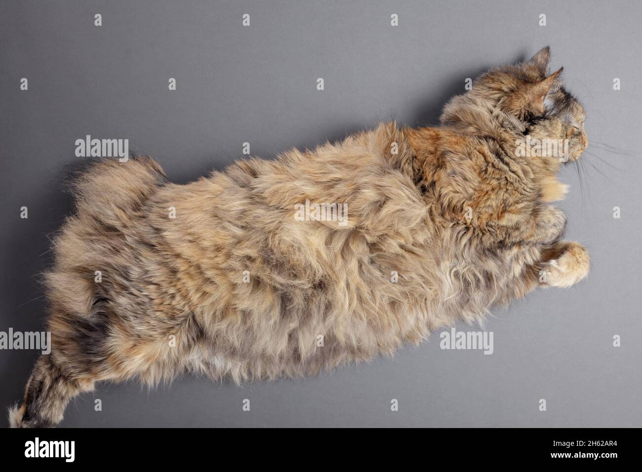 A fluffy cat without a tail with beautiful fur lies on its side against ...