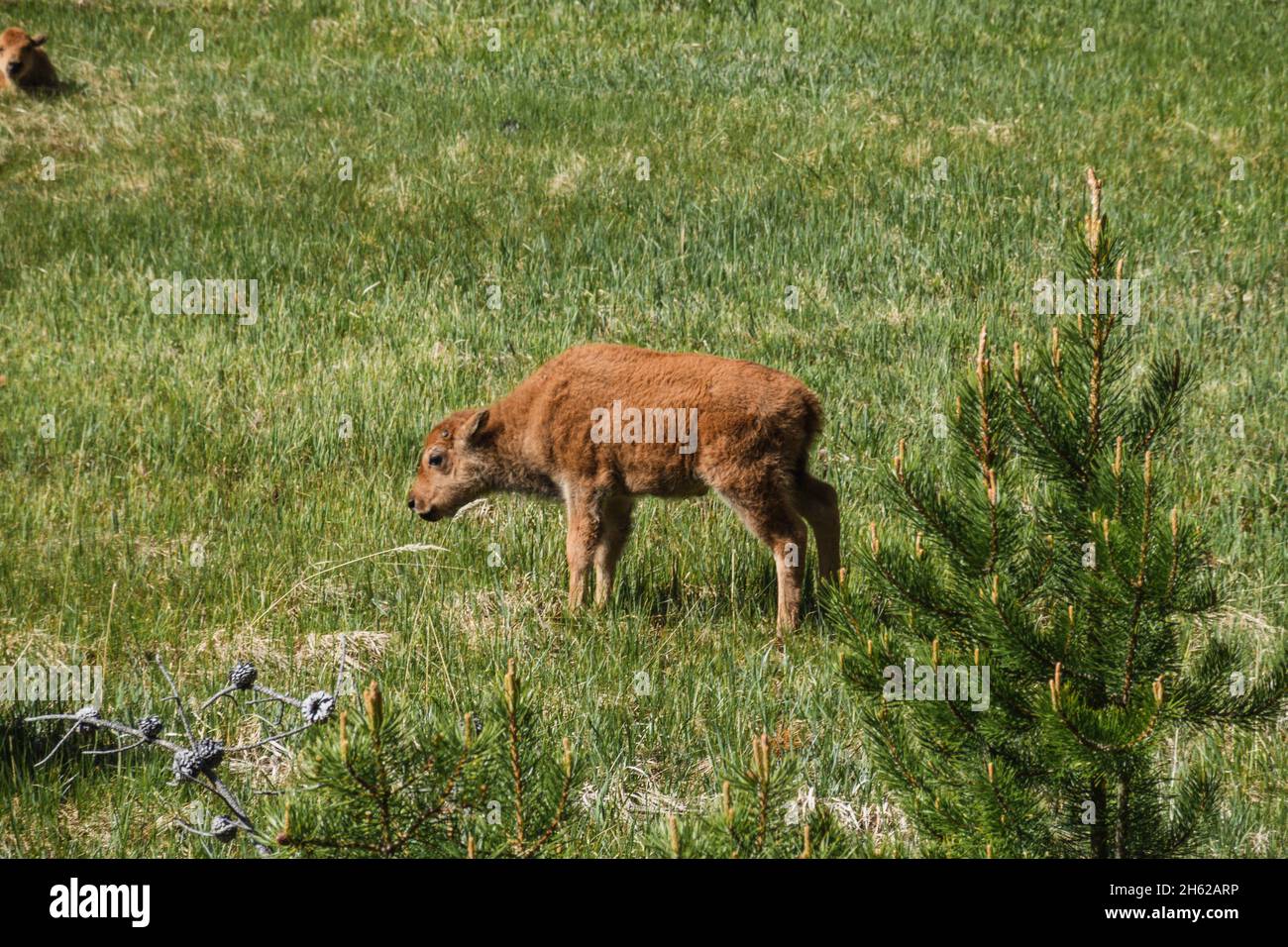A bison calf alone on a grassy field in Yellowstone Stock Photo - Alamy