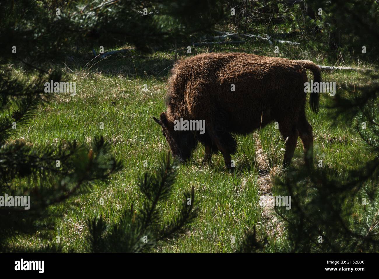 Beautiful big bison dangerous hi-res stock photography and images - Alamy
