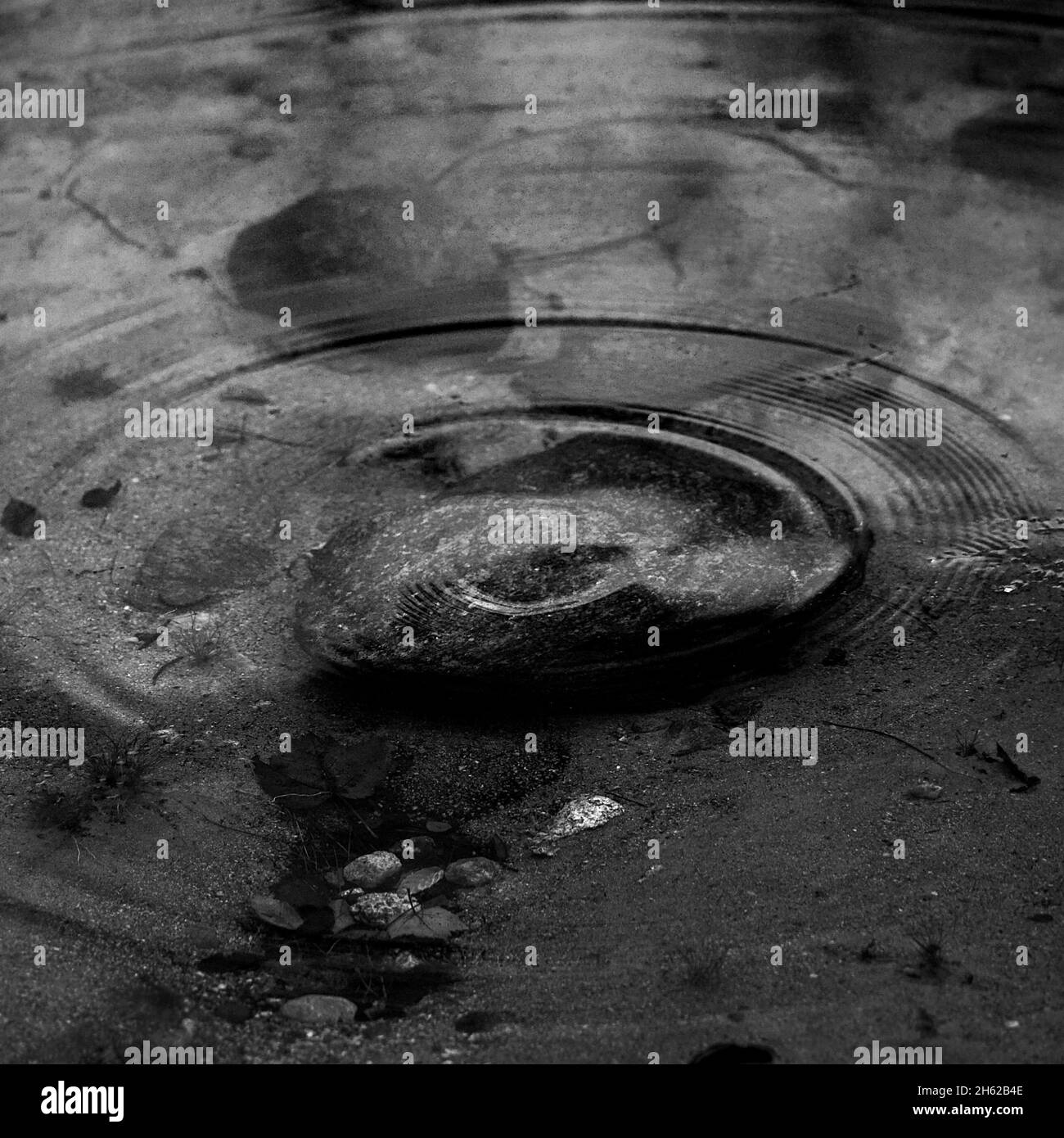 Grayscale shot of waterdrop in a puddle Stock Photo - Alamy