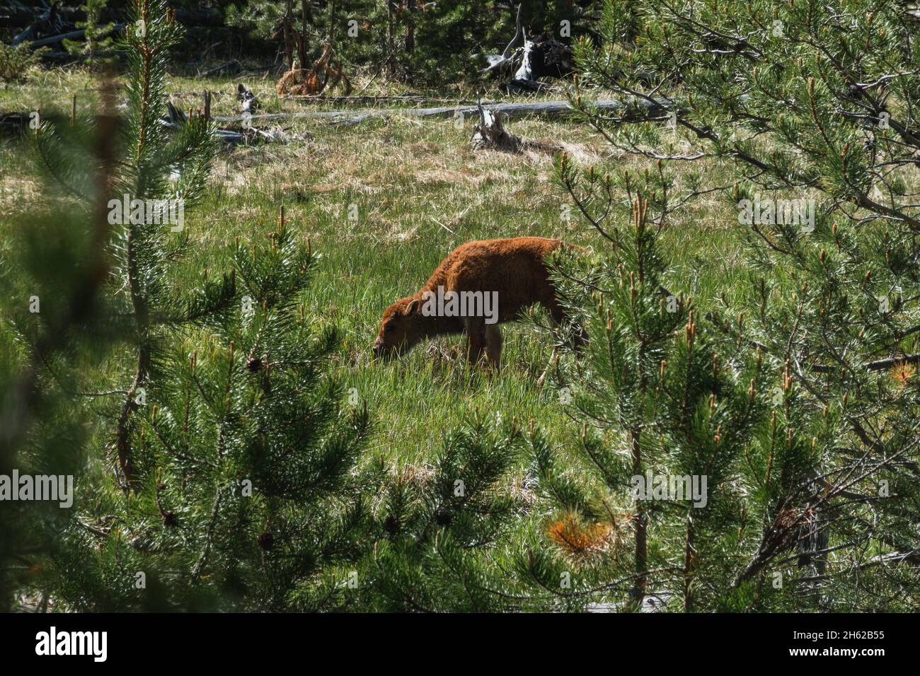 A bison calf alone in a field in Yellowstone Stock Photo - Alamy
