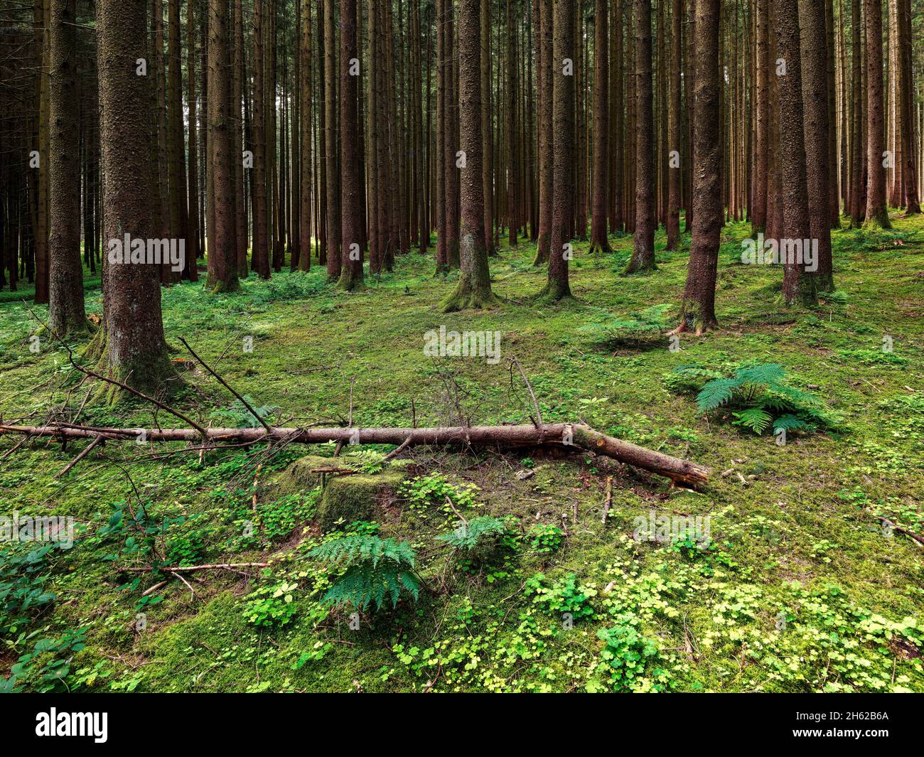 Augsburg western forests western woods hi-res stock photography and ...
