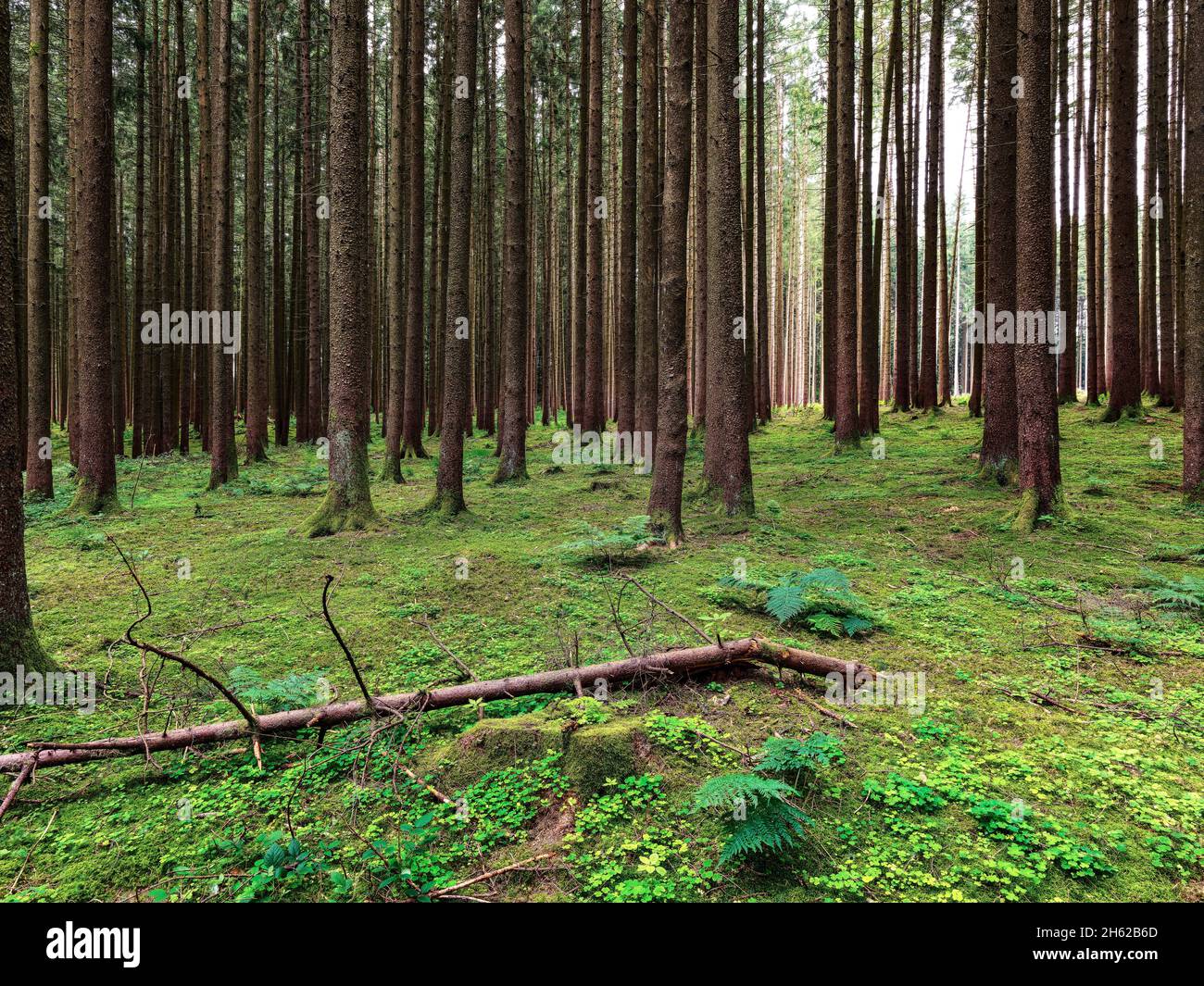 augsburg western forests Stock Photo - Alamy