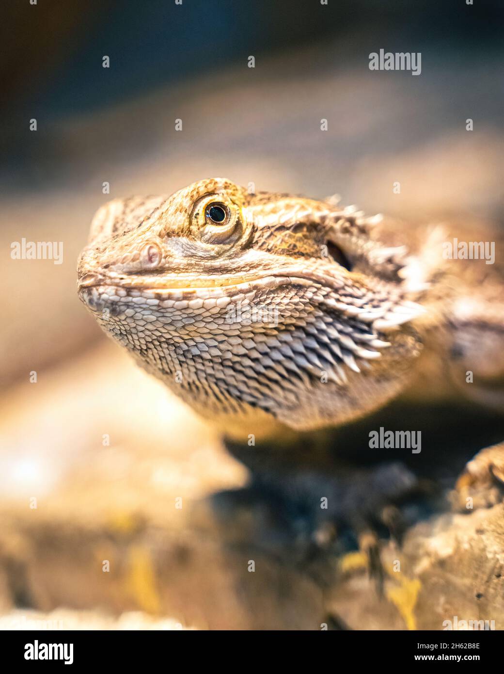 Yellow reptilian hi-res stock photography and images - Alamy