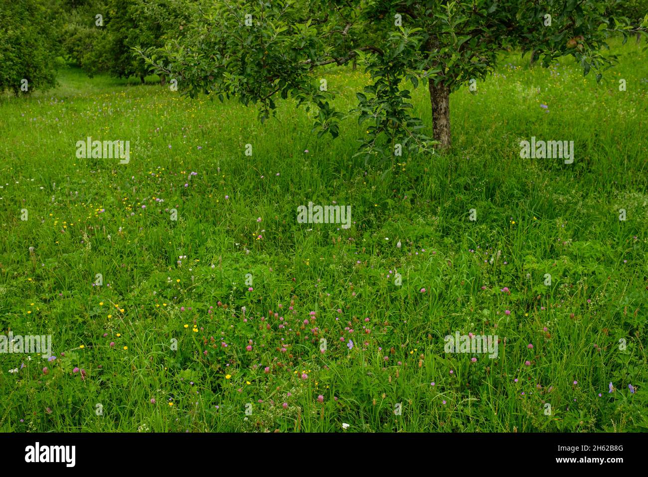 View of Green meadow with flowers and apple tree landscape Stock Photo ...