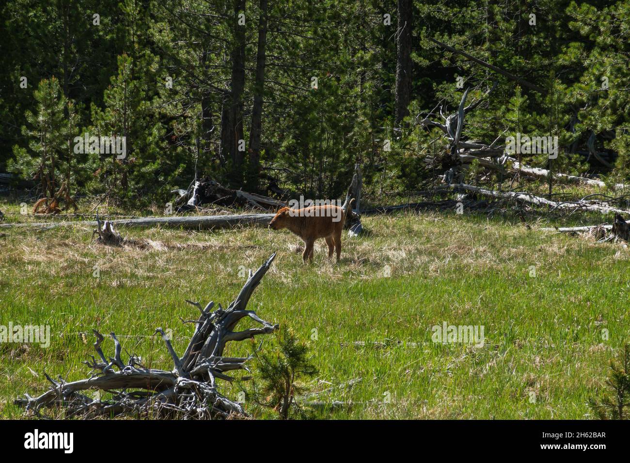 A bison calf alone in a field in Yellowstone Stock Photo - Alamy