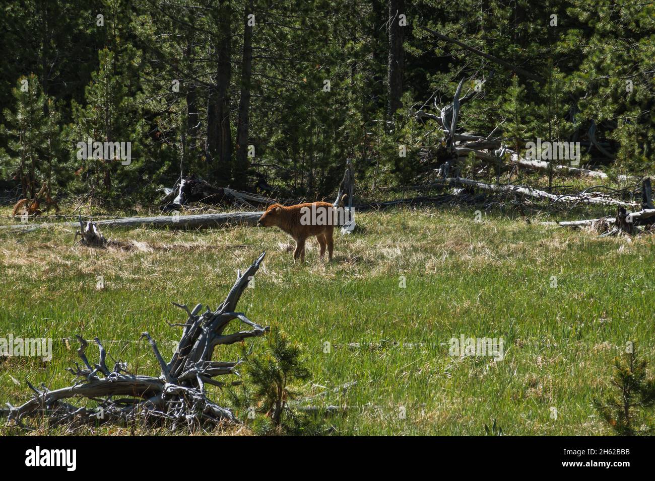 A bison calf alone in a field in Yellowstone Stock Photo - Alamy