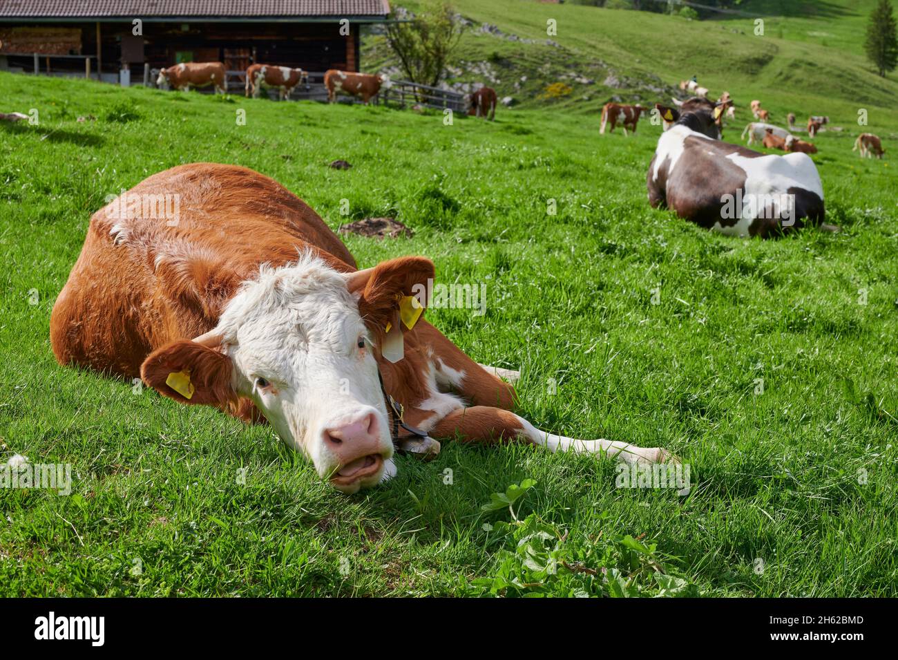 cows on the alpine pasture in the bavarian alps Stock Photo - Alamy