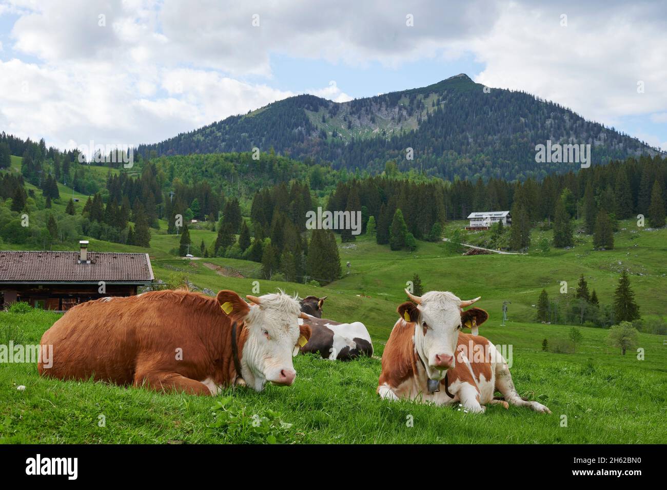 Well on an alpine pasture hi-res stock photography and images - Alamy