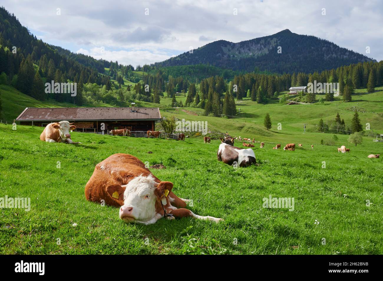 Well on an alpine pasture hi-res stock photography and images - Alamy