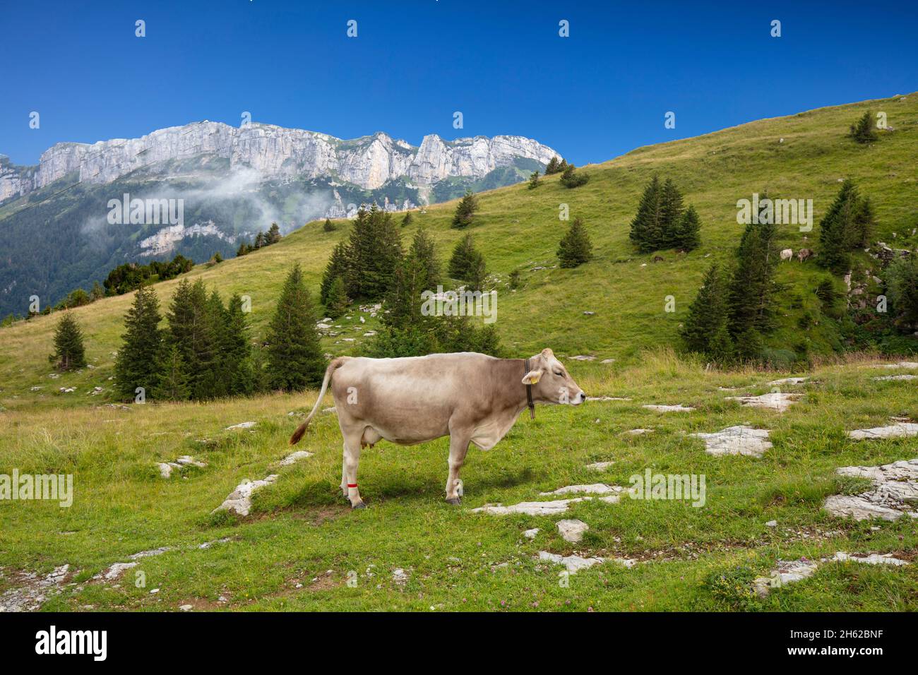 Alpine milk cow hi-res stock photography and images - Alamy