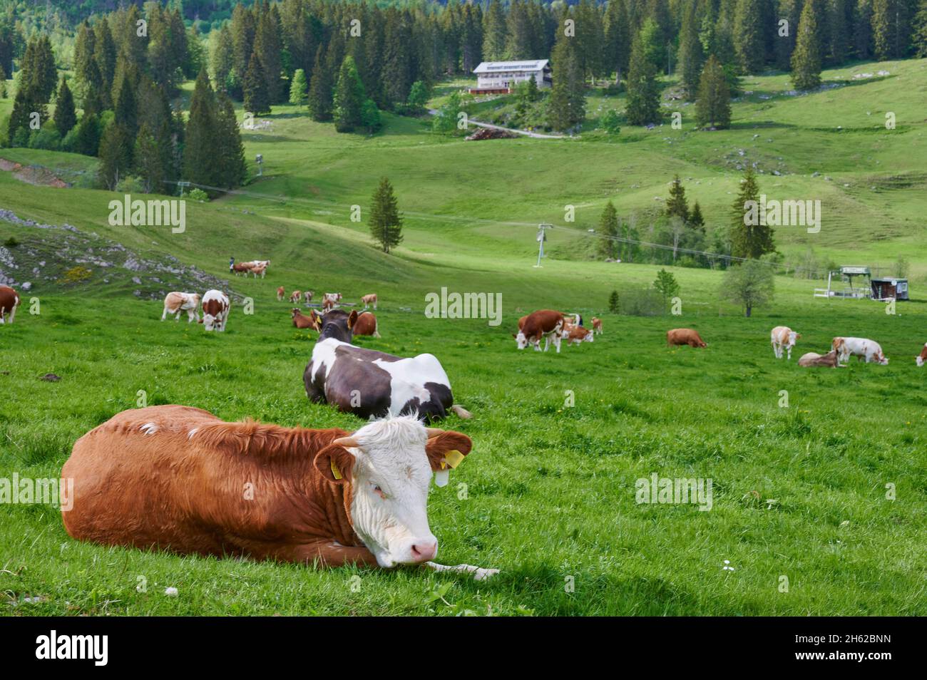 Bavarian alps alp alpine hi-res stock photography and images - Alamy