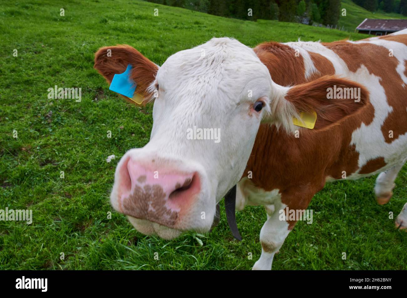 cow on the mountain pasture in the bavarian alps Stock Photo - Alamy