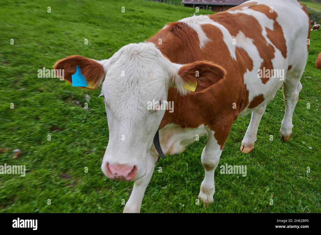 Bavarian cow hi-res stock photography and images - Alamy