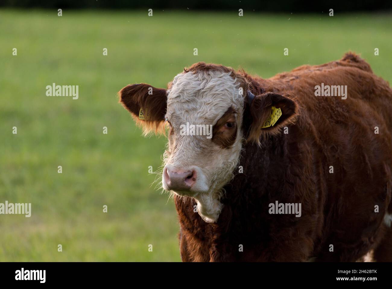 calf,young ox in the pasture Stock Photo - Alamy