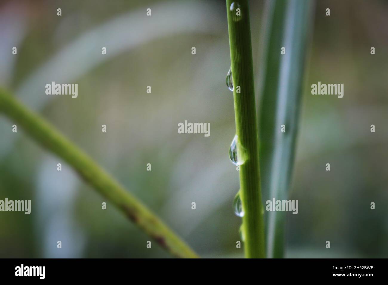 Water drop trickling down reed, closeup Stock Photo - Alamy