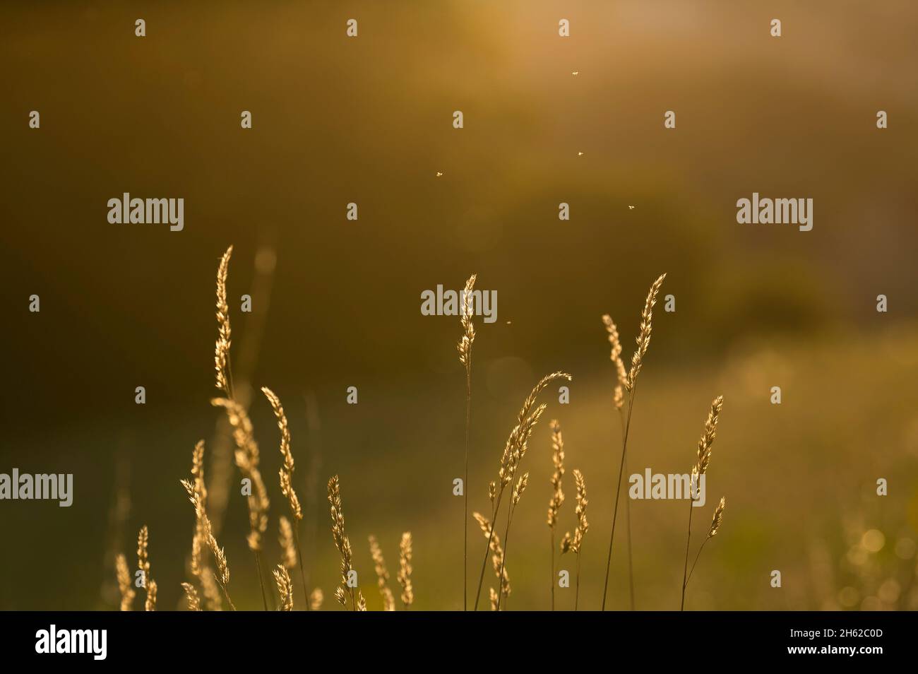 Evening glow picture hi-res stock photography and images - Alamy