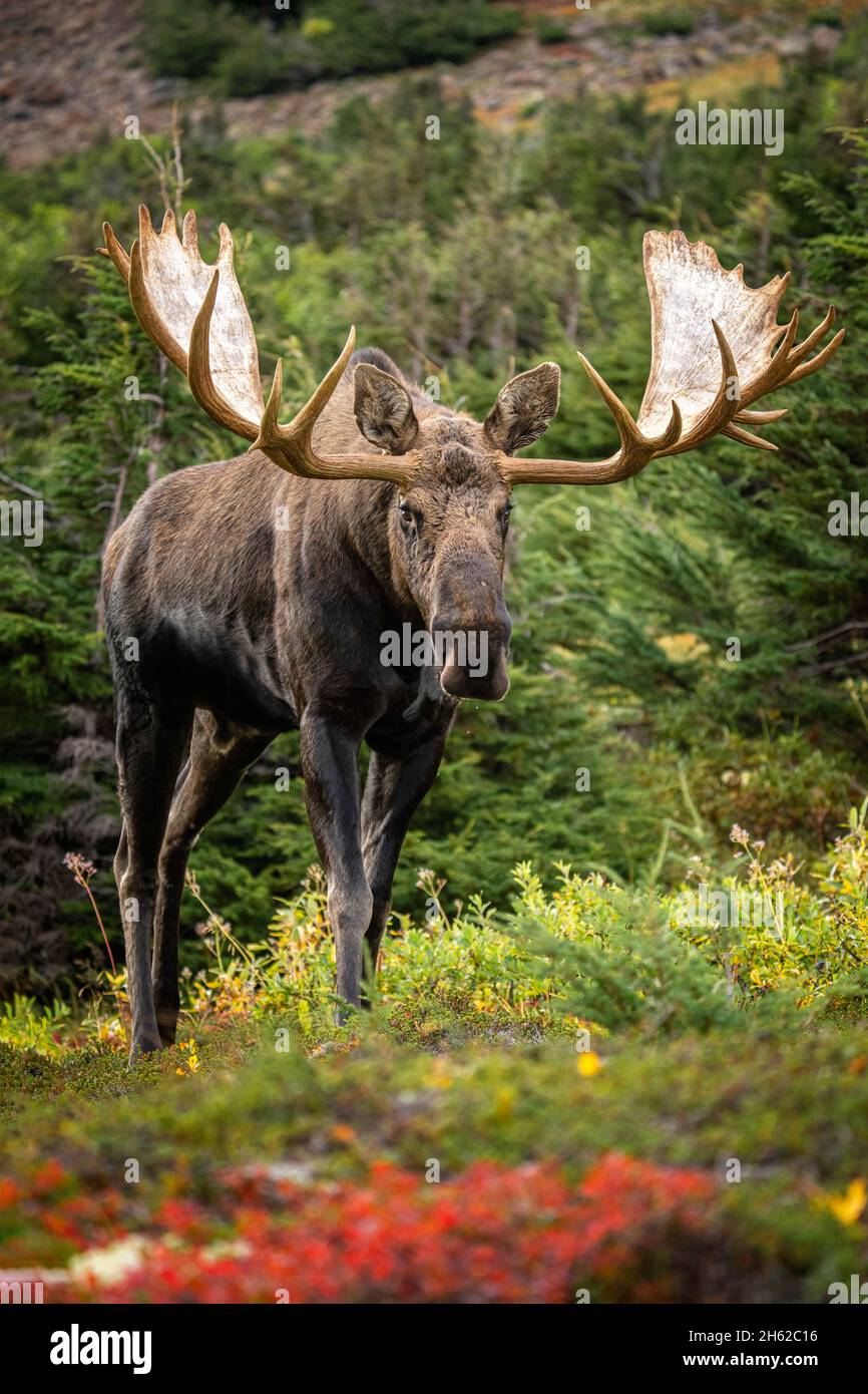 Bull animal hi-res stock photography and images - Alamy